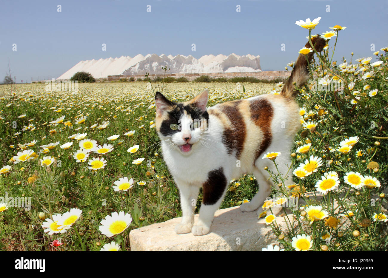 meowing domestic cat, calico, torbie, tricolour, standing in a floering ...