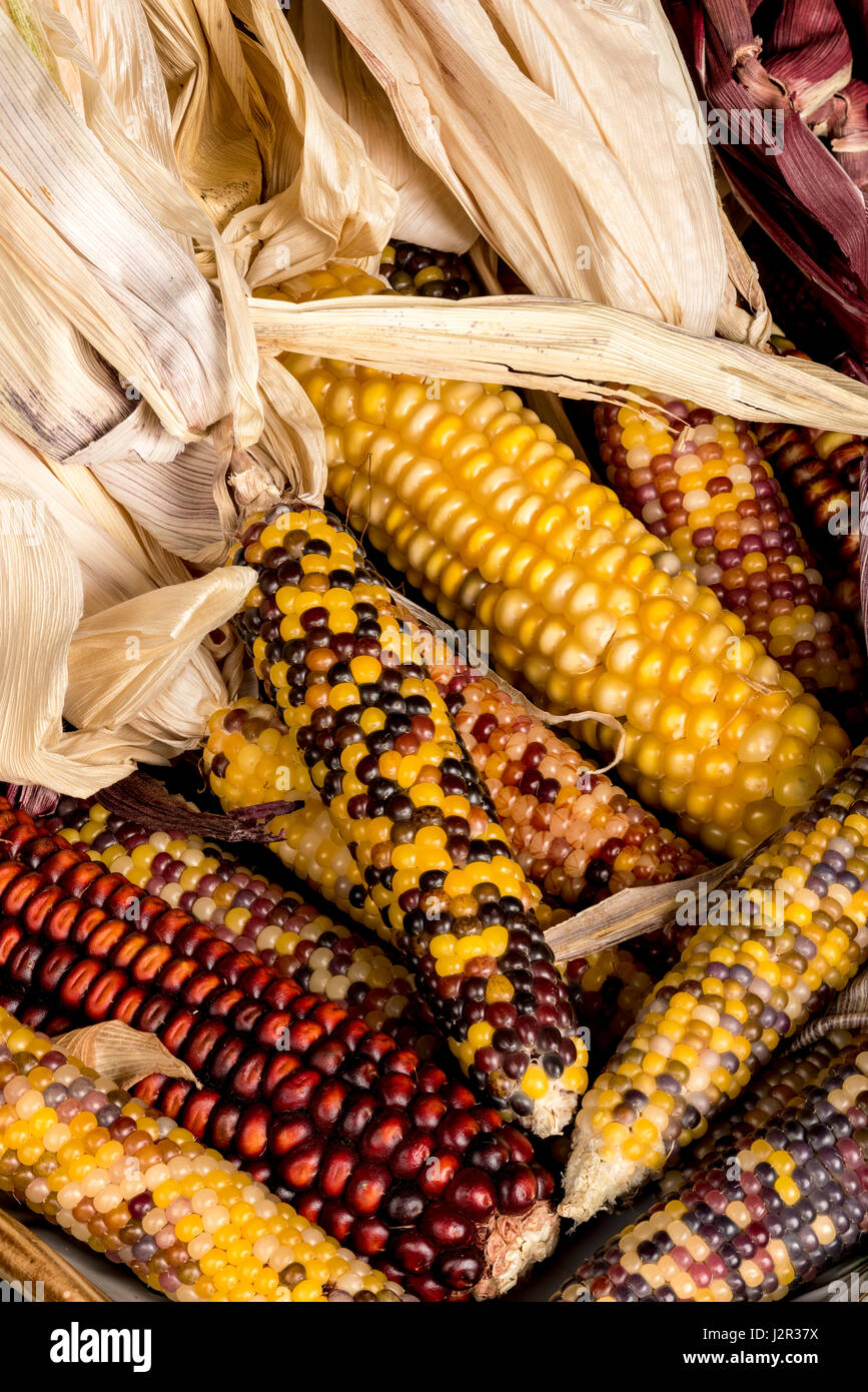 Ears of indian corn hi-res stock photography and images - Alamy