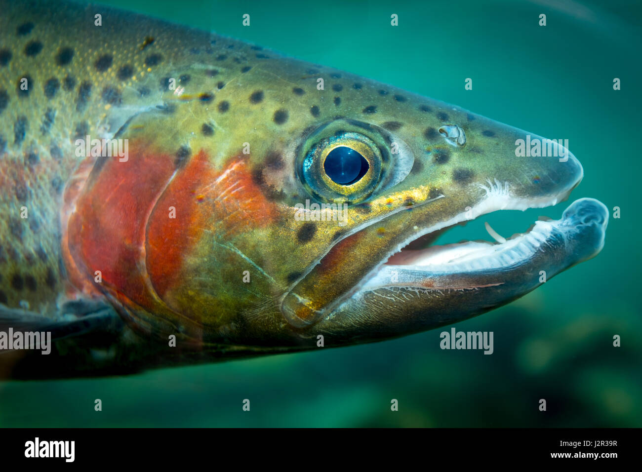 Eyes mouth hi-res stock photography and images - Alamy