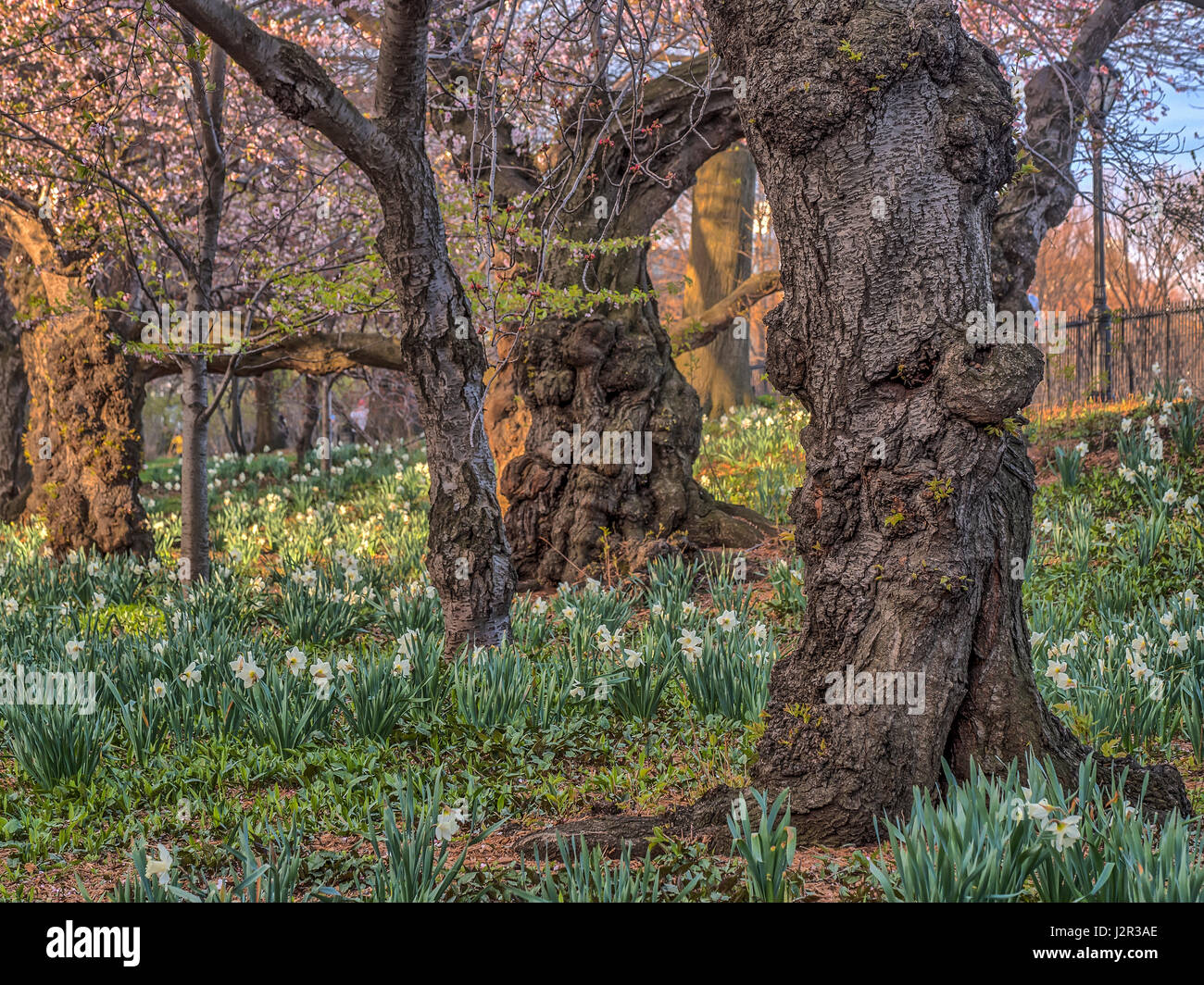 Central Park, New York City in early spring with flowers and cherry ...