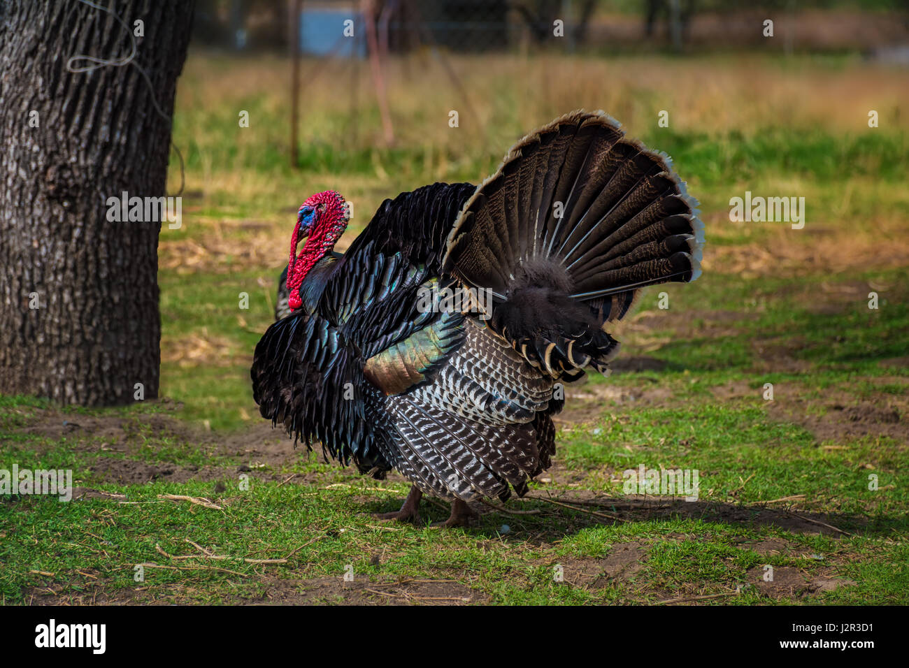 Domestic turkey walking in the yard (green grass Stock Photo - Alamy