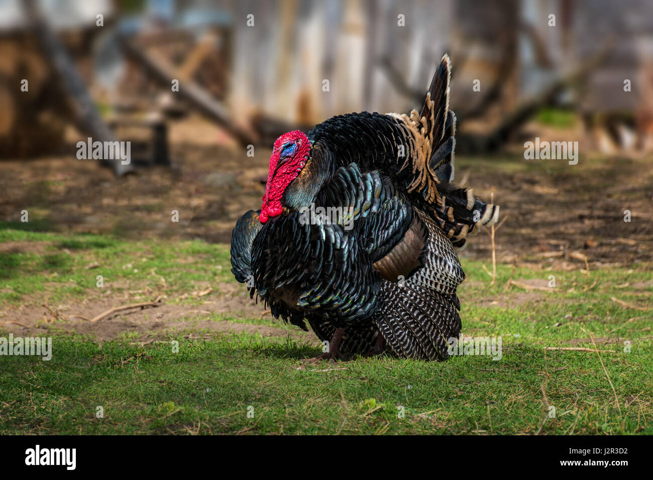 Domestic turkey walking in the yard (green grass Stock Photo - Alamy