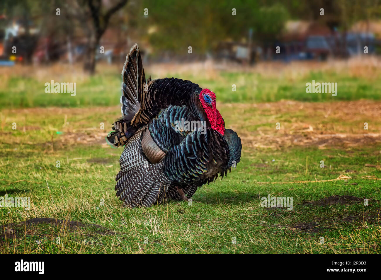 Domestic turkey walking in the yard (green grass Stock Photo - Alamy