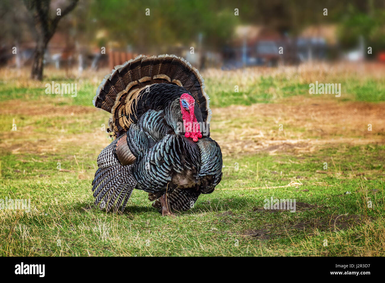 Domestic turkey wings hi-res stock photography and images - Alamy