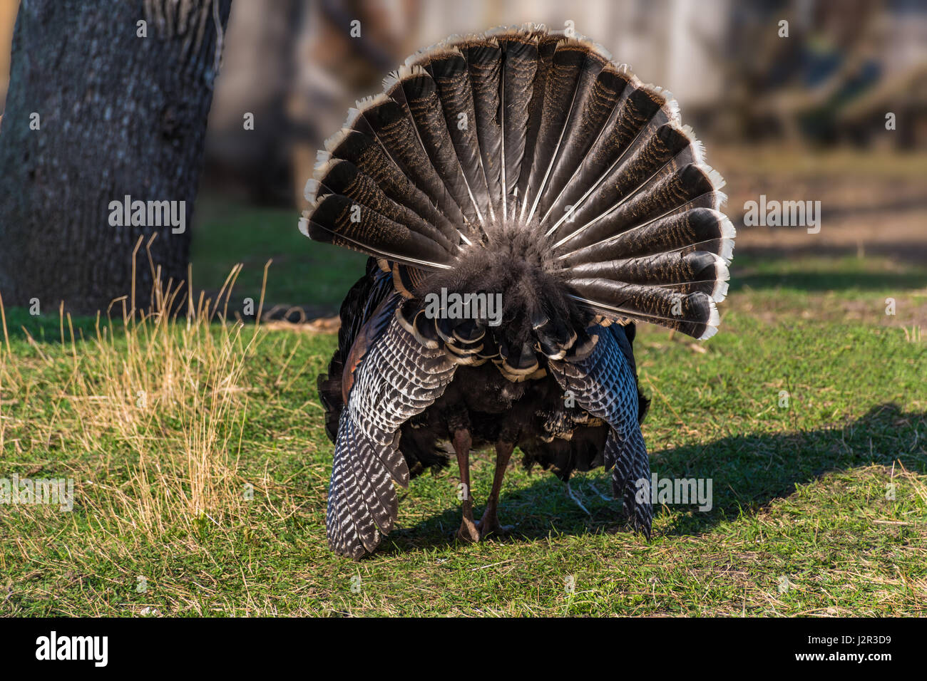 Walking turkey forest hi-res stock photography and images - Alamy