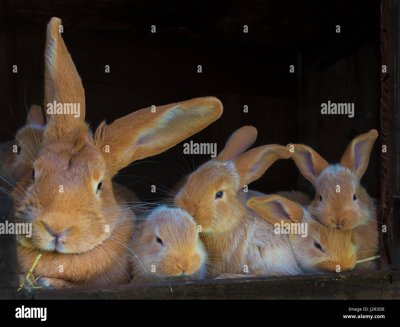 Brown young rabits (family) in the dak cage Stock Photo - Alamy