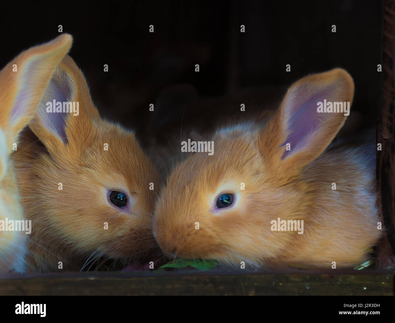 Rabits hi-res stock photography and images - Alamy