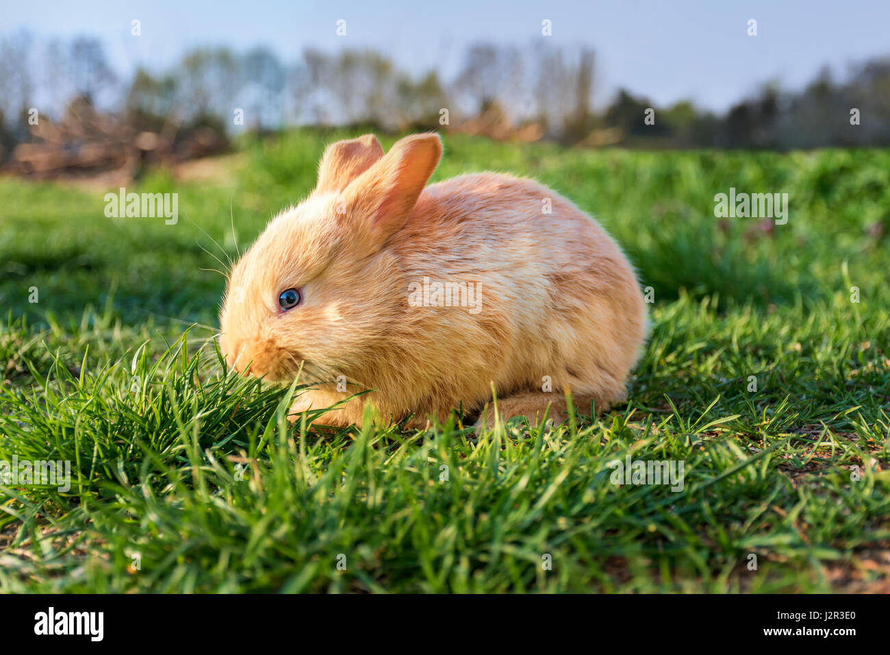 Brown young cute rabit in the meadow (sunset Stock Photo - Alamy