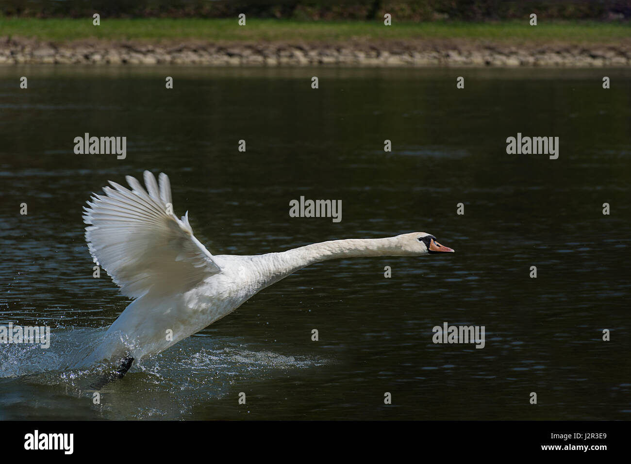White bird landing hi-res stock photography and images - Alamy