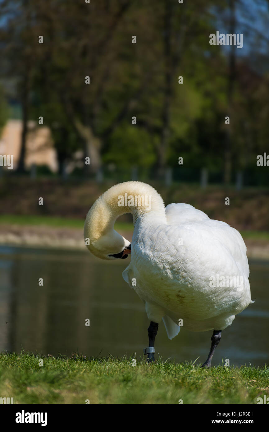 Swan feet hi-res stock photography and images - Alamy