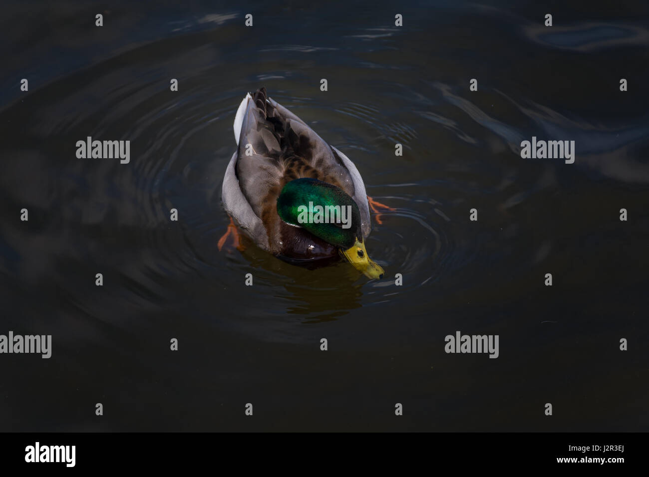 Mallard duck floating and eating in the river Stock Photo - Alamy