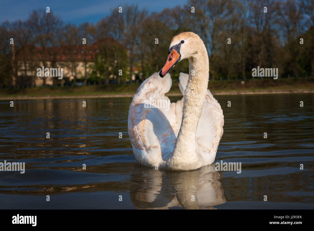 Floating swan hi-res stock photography and images - Alamy