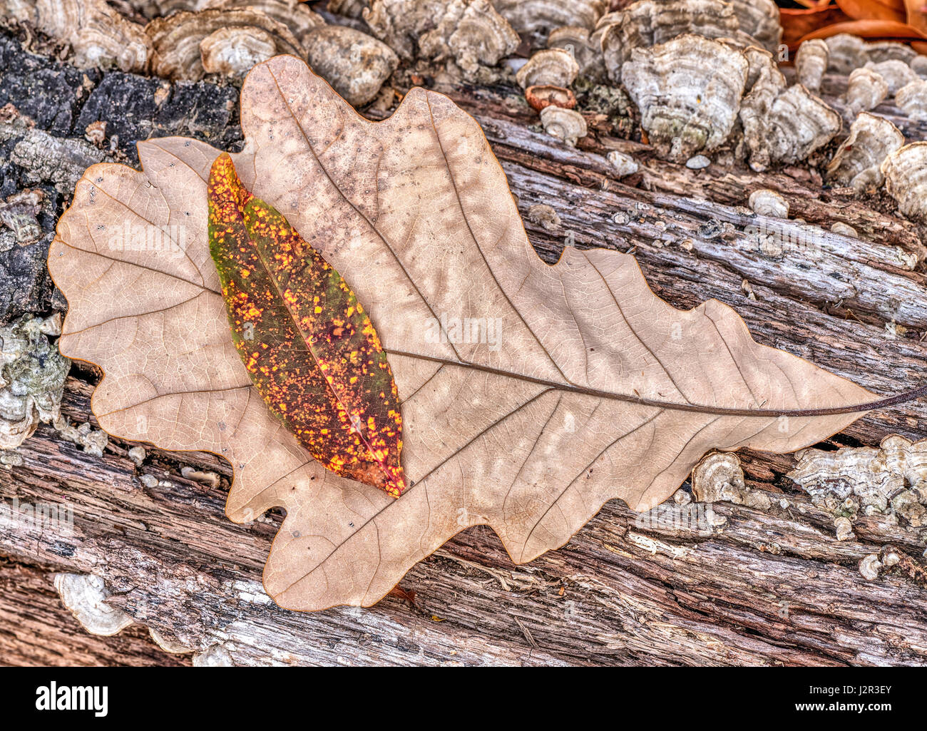 Autumn leaves an oak leaf on a old log in the forest Stock Photo - Alamy