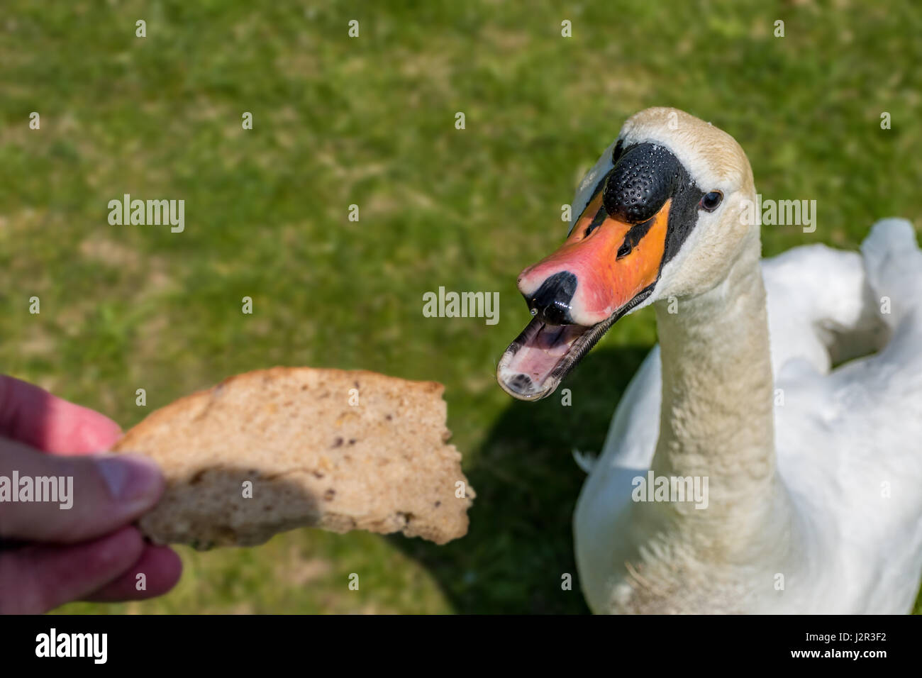 Sunshine bread hi-res stock photography and images - Alamy