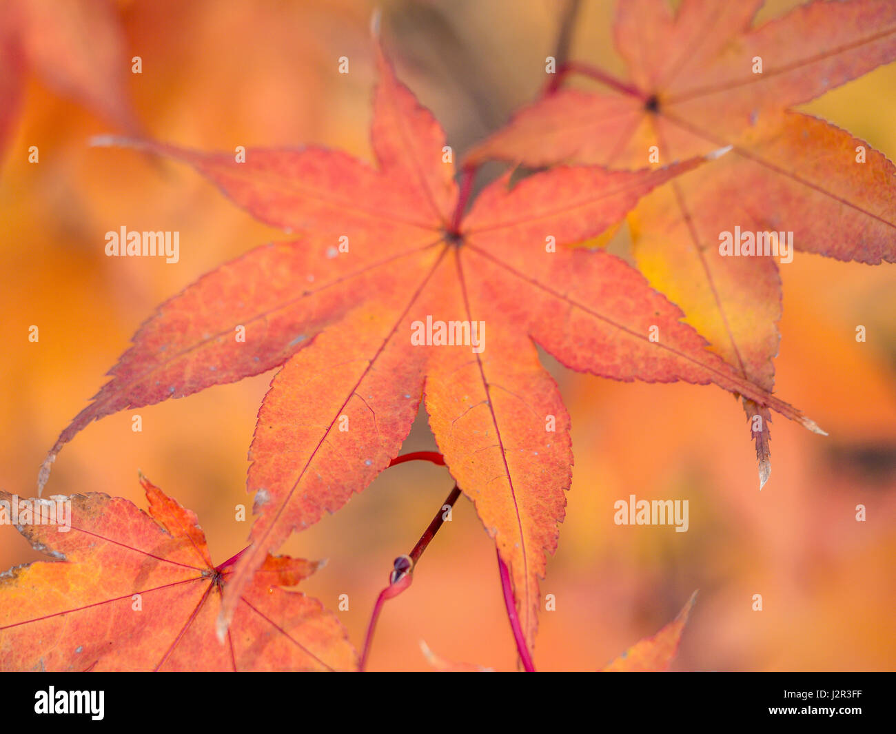 Autumn leaves of Japanese Maple tree in forest Stock Photo - Alamy