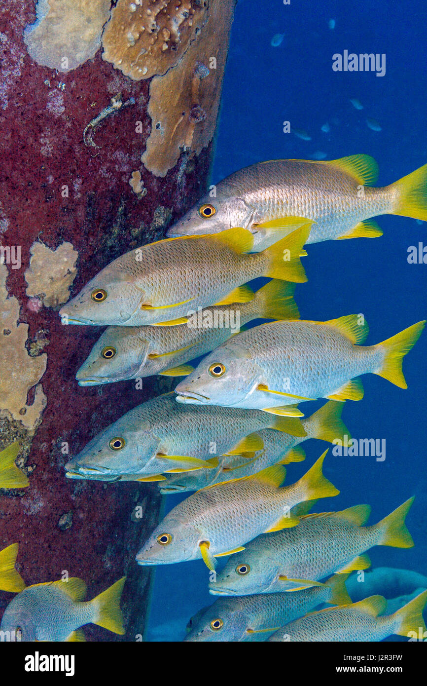 Subtropical fish hi-res stock photography and images - Alamy