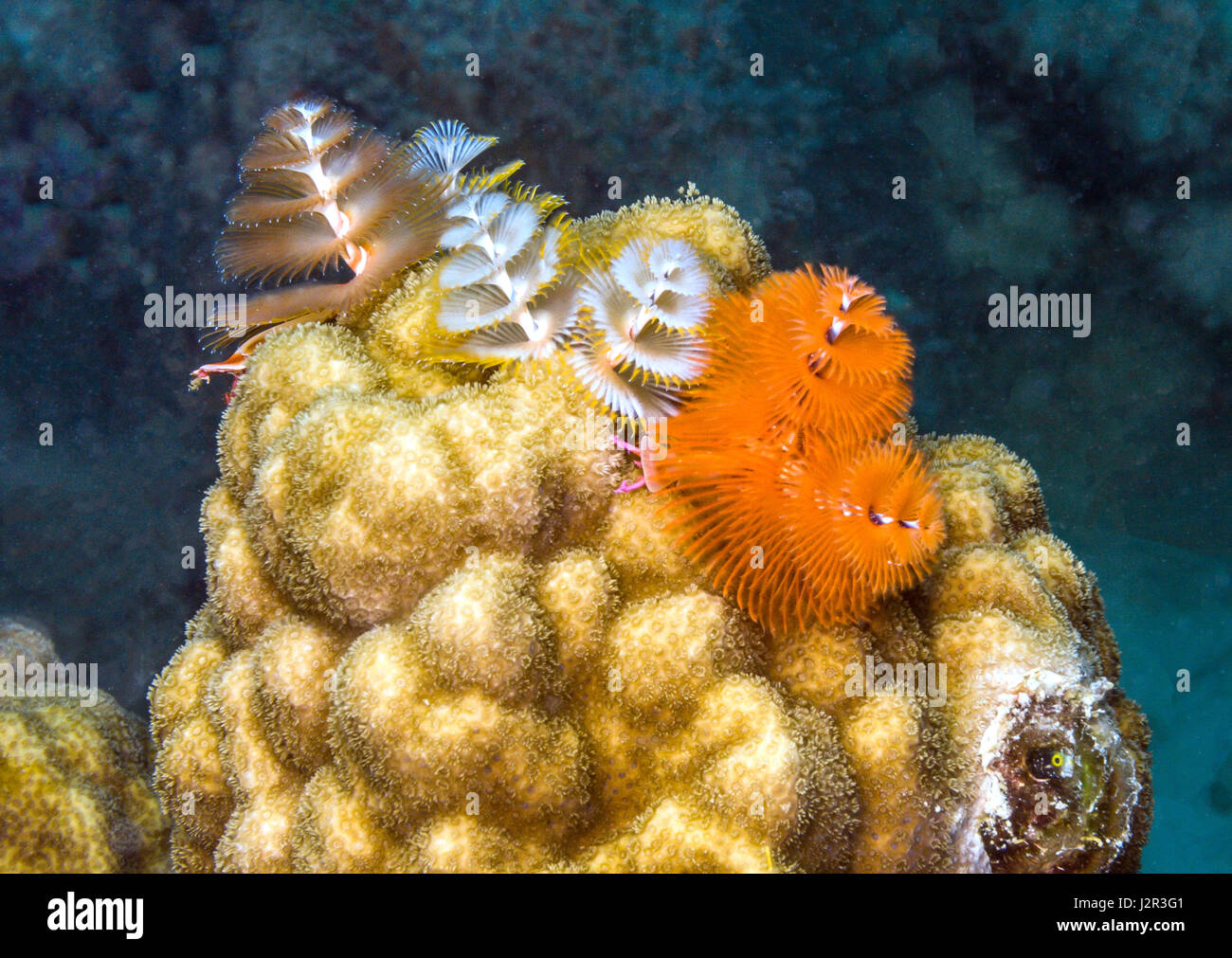 Spirobranchus giganteus, commonly known as Christmas tree worms, are ...