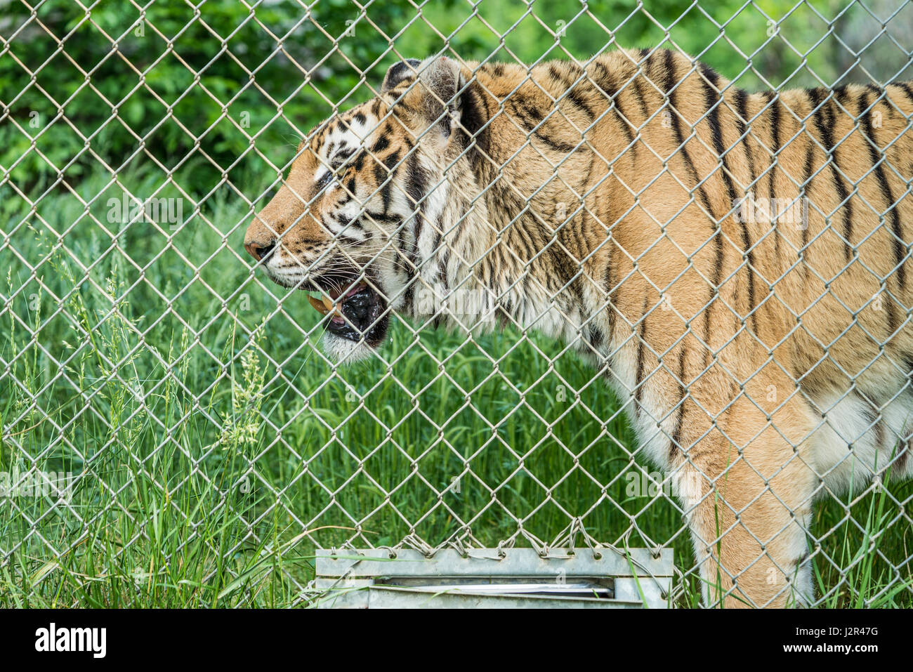 Fierce tiger in all its glory Stock Photo - Alamy