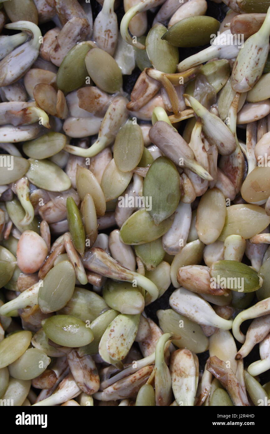 Germinating seeds hi-res stock photography and images - Alamy