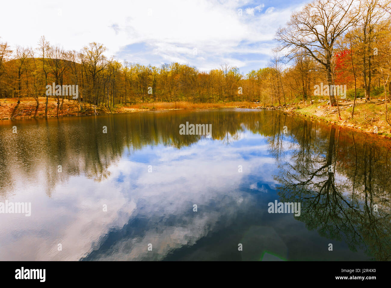 View of the beautiful forest lake Stock Photo - Alamy