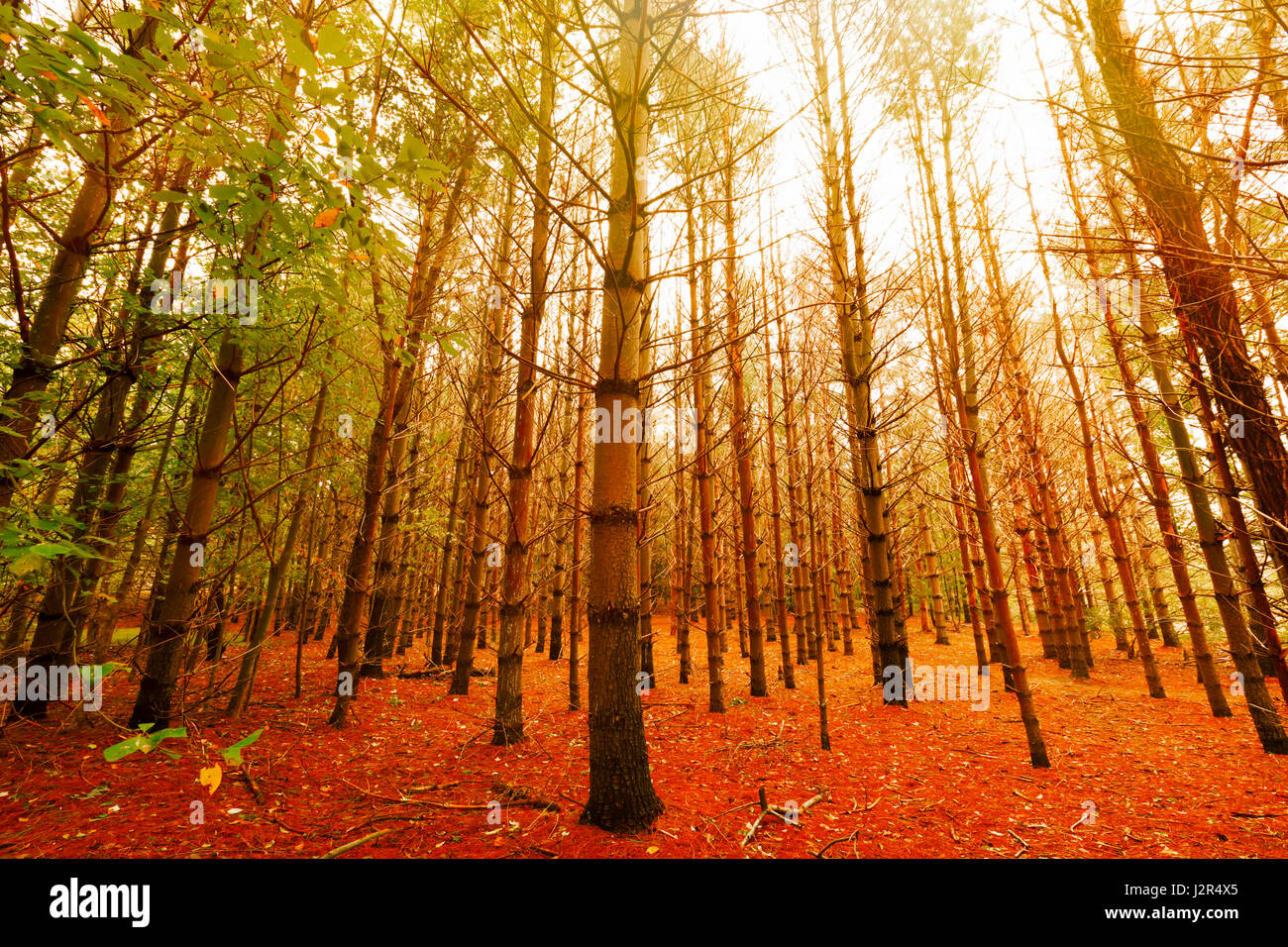 Beautiful forest landscape Stock Photo - Alamy