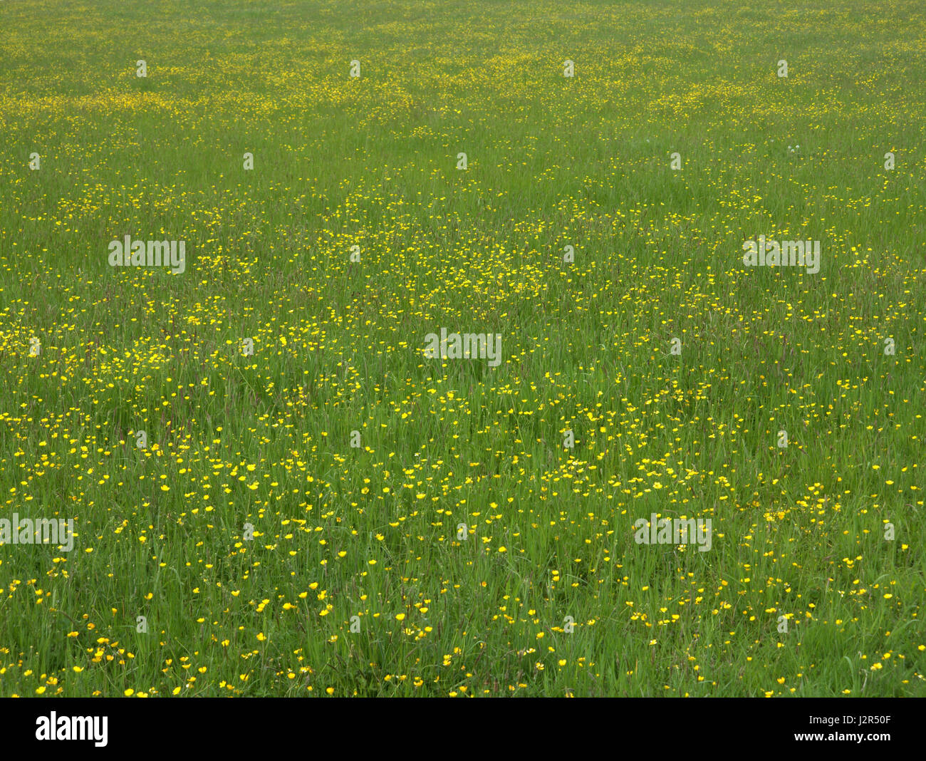 Scottish meadow landscape background buttercups Cathkin Braes Glasgow ...