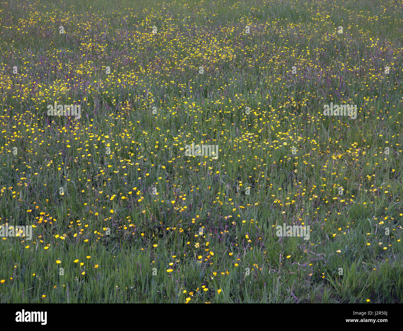 Scottish meadow landscape background buttercups Cathkin Braes Glasgow ...