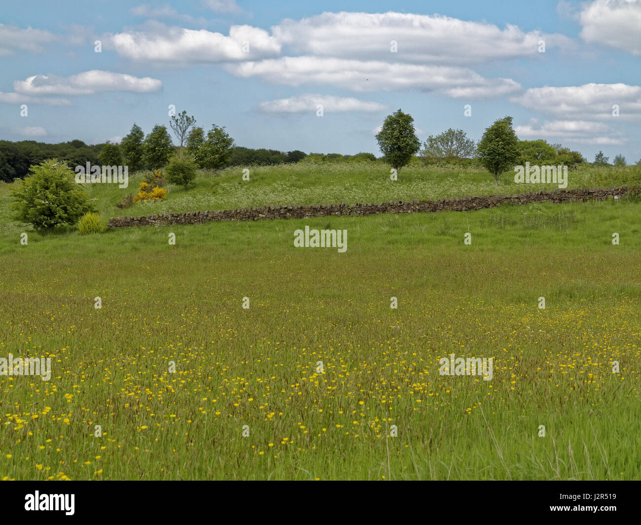 Scottish meadow landscape background buttercups Cathkin Braes Glasgow ...