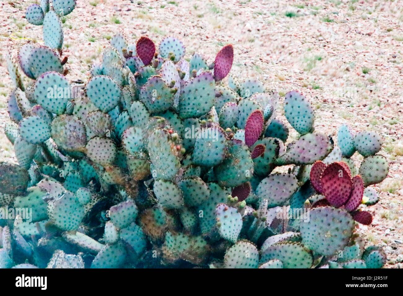 A beautiful desert scene full of greenery Stock Photo - Alamy