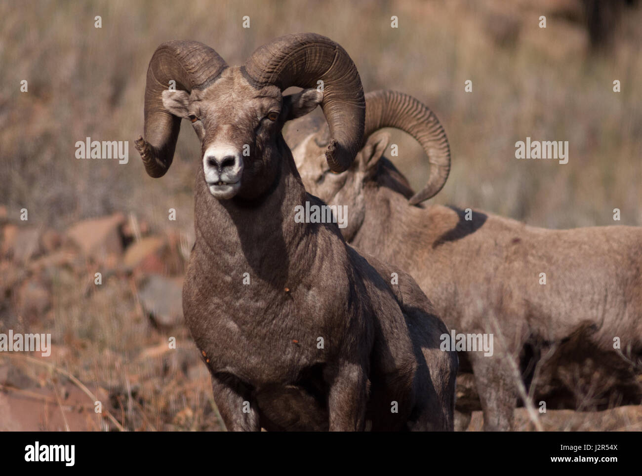 Big Horn sheep in Hells Canyon of eastern Oregon Stock Photo - Alamy