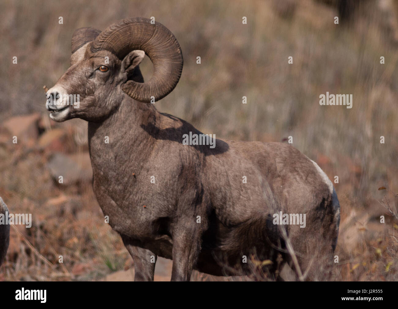 Big Horn sheep in Hells Canyon of eastern Oregon Stock Photo - Alamy