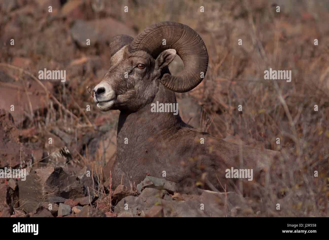 Big Horn sheep in Hells Canyon of eastern Oregon Stock Photo - Alamy