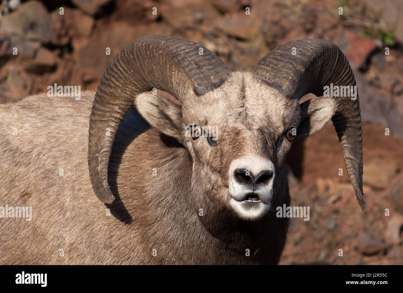 Big Horn sheep in Hells Canyon of eastern Oregon Stock Photo - Alamy