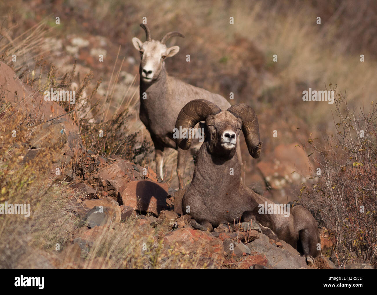 Big Horn sheep in Hells Canyon of eastern Oregon Stock Photo - Alamy