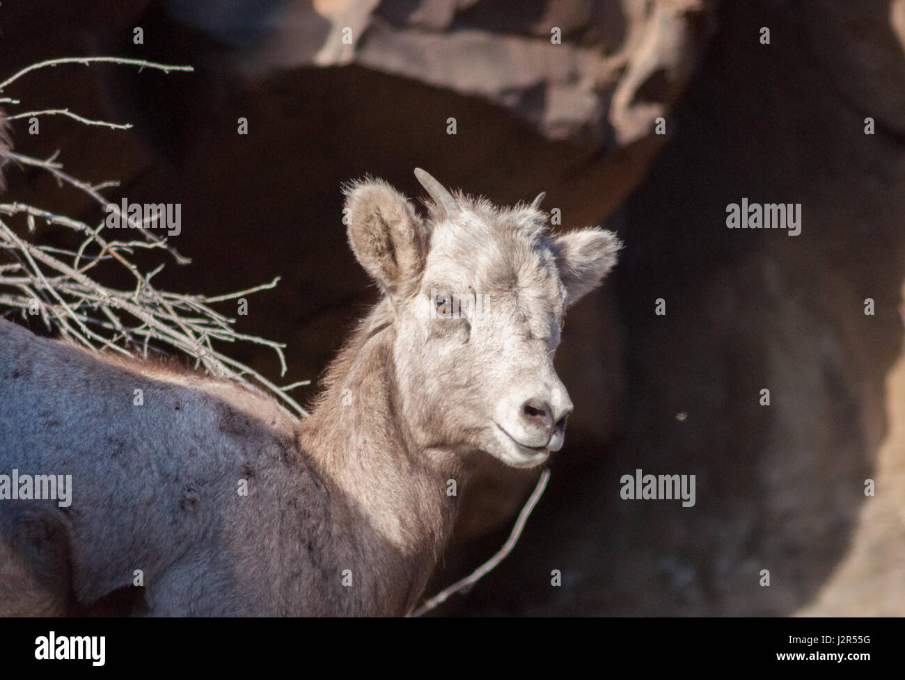 Big Horn sheep in Hells Canyon of eastern Oregon Stock Photo - Alamy