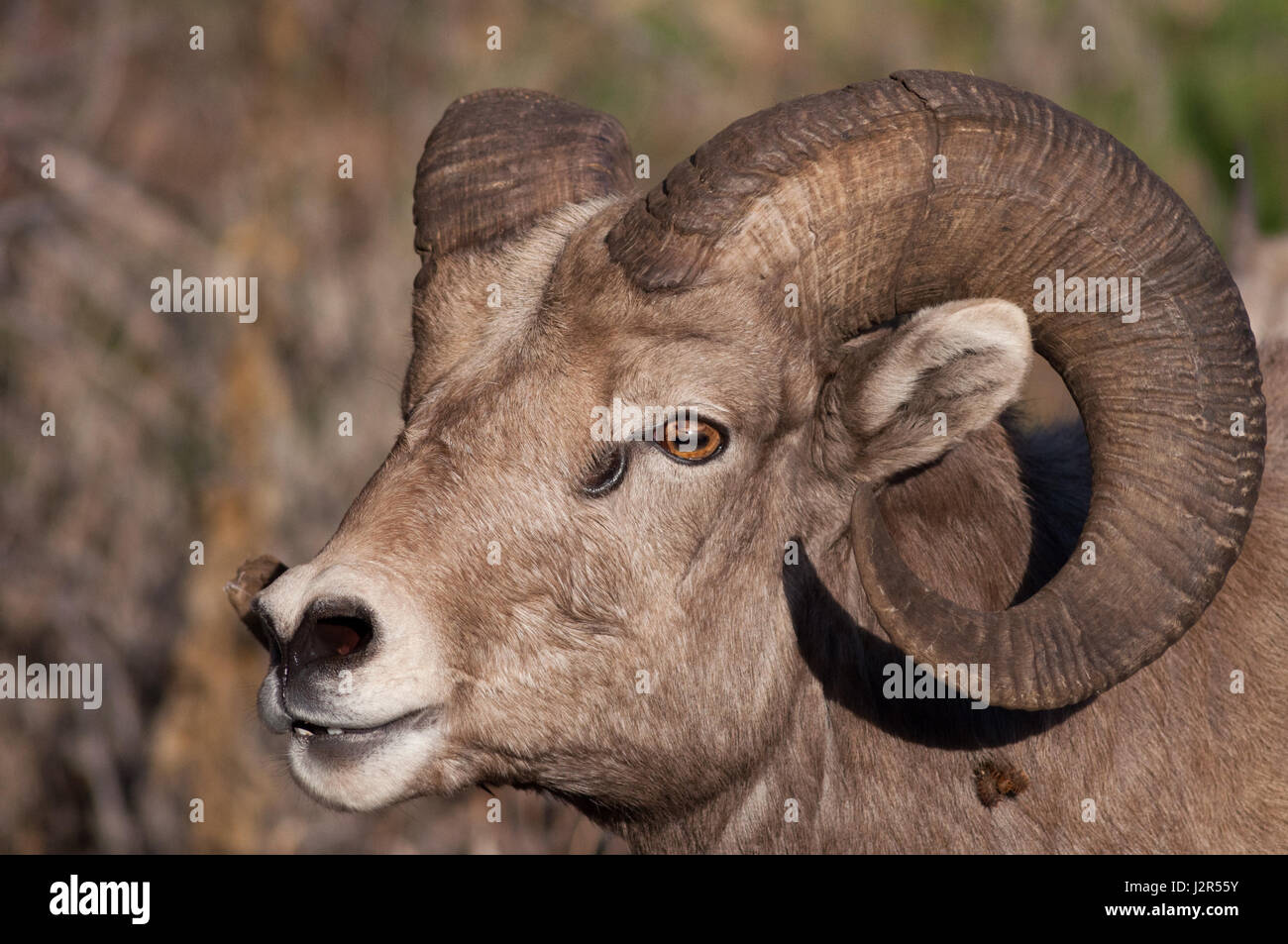 Big Horn sheep in Hells Canyon of eastern Oregon Stock Photo - Alamy