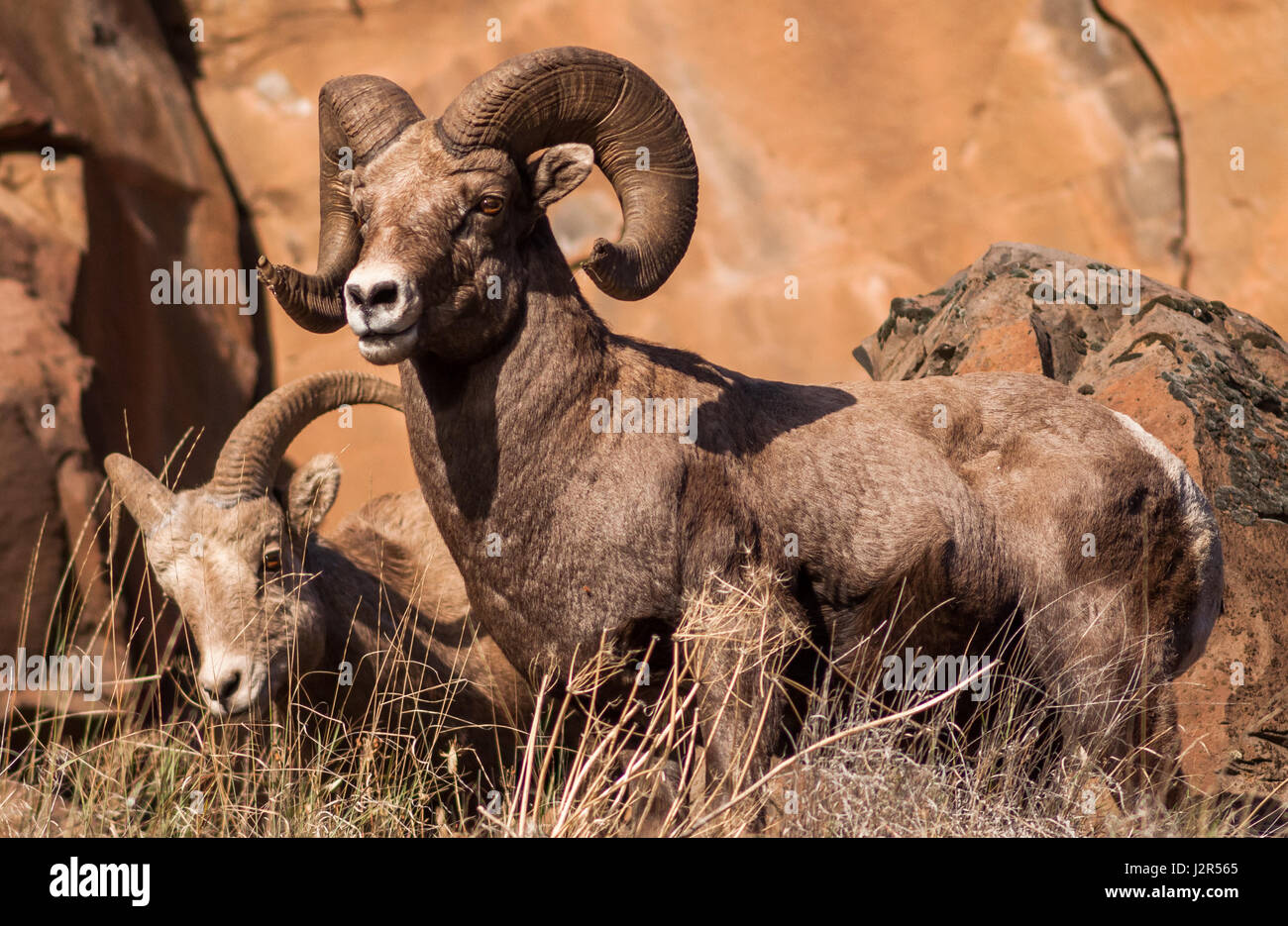Big horn sheep oregon hi-res stock photography and images - Alamy