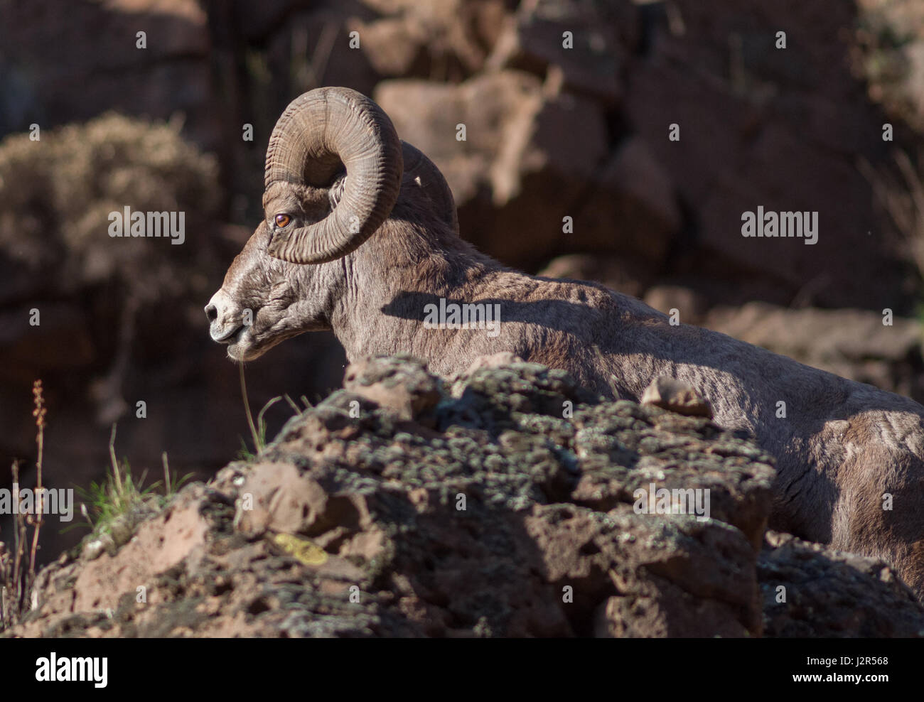 Big Horn sheep in Hells Canyon of eastern Oregon Stock Photo - Alamy