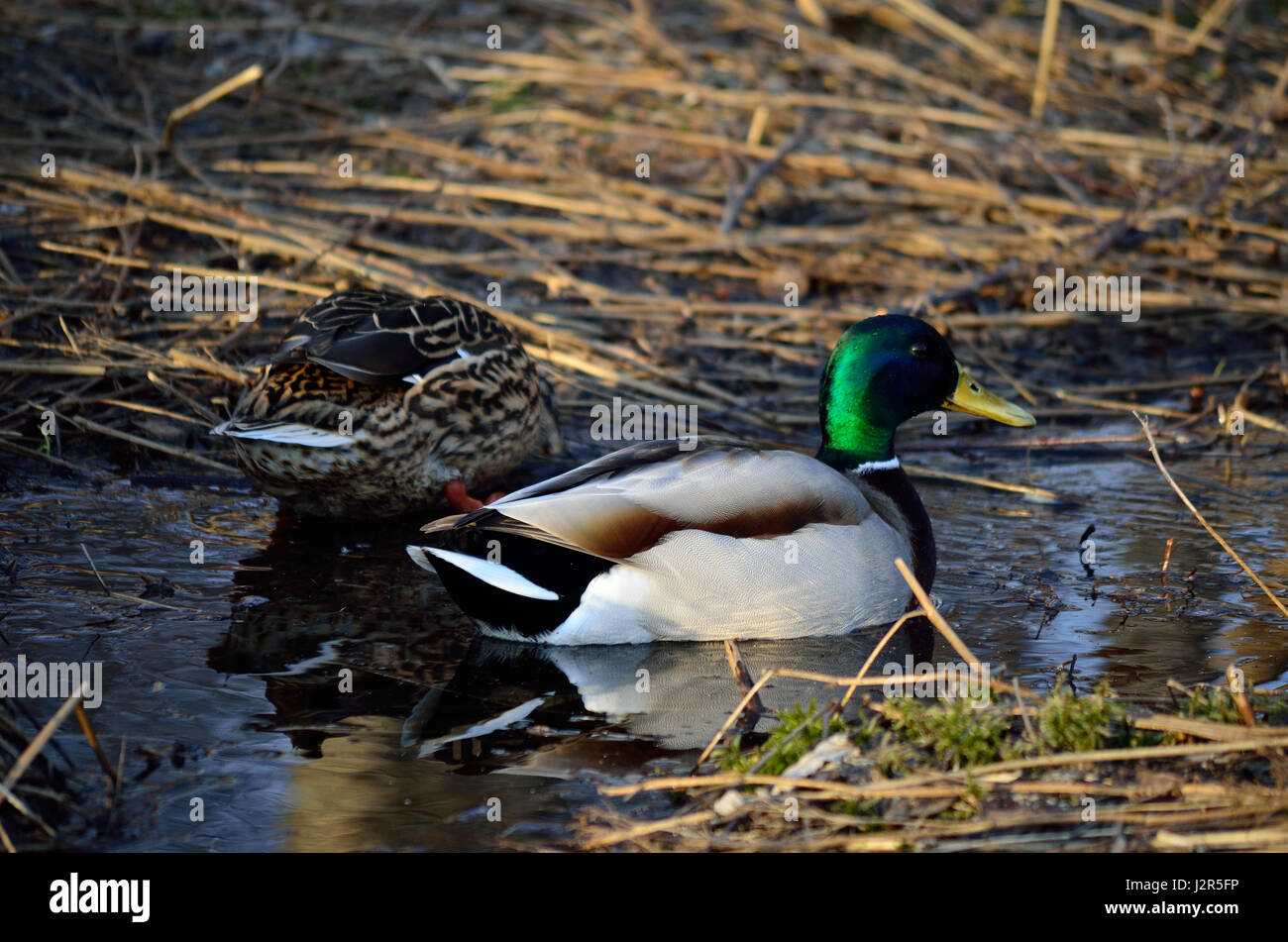 male and female mallard ducks in spring forest looking for food in mud ...