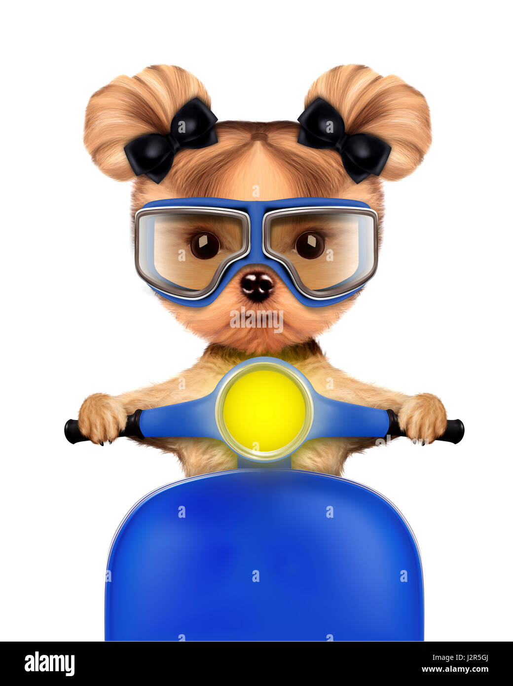 Adorable dog on a motorcycle hi-res stock photography and images - Alamy