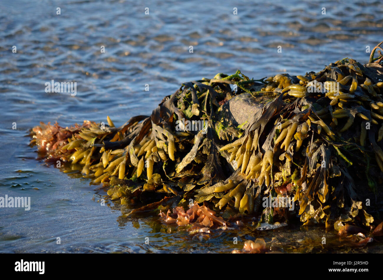 seaweed in sunshine closeup Stock Photo - Alamy