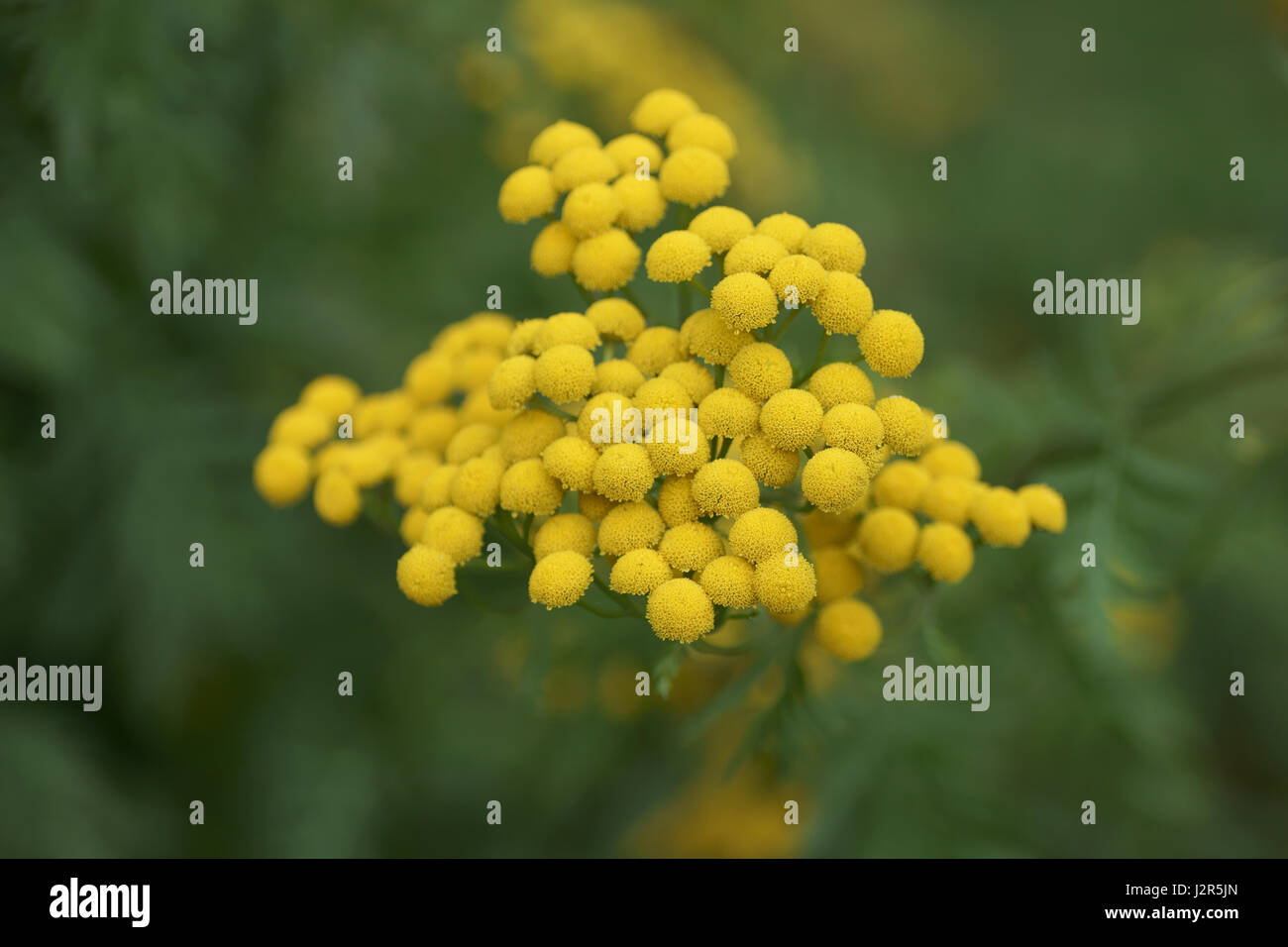 Tansy herb hi-res stock photography and images - Alamy