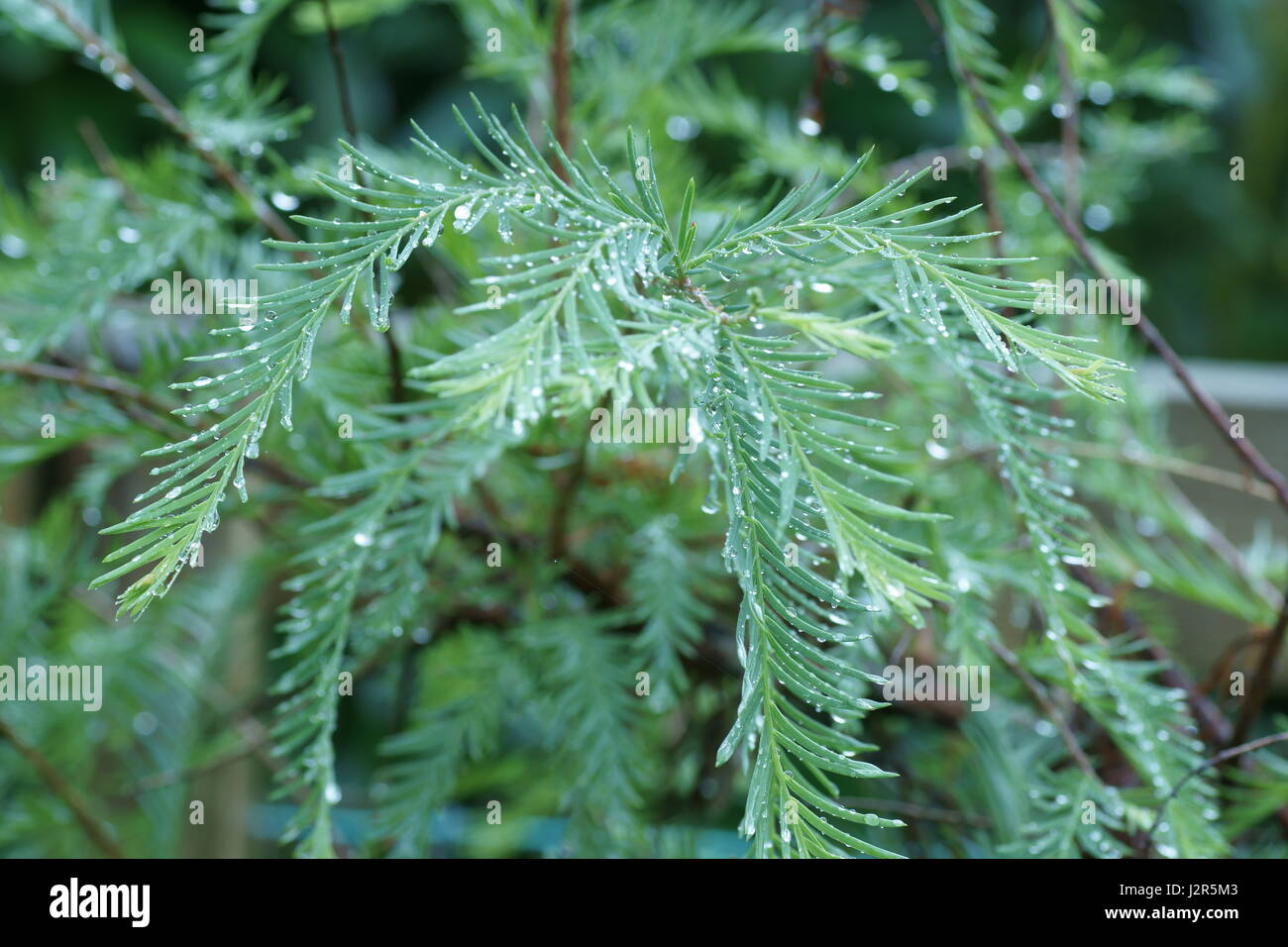Taxodium mucronatum hi-res stock photography and images - Alamy