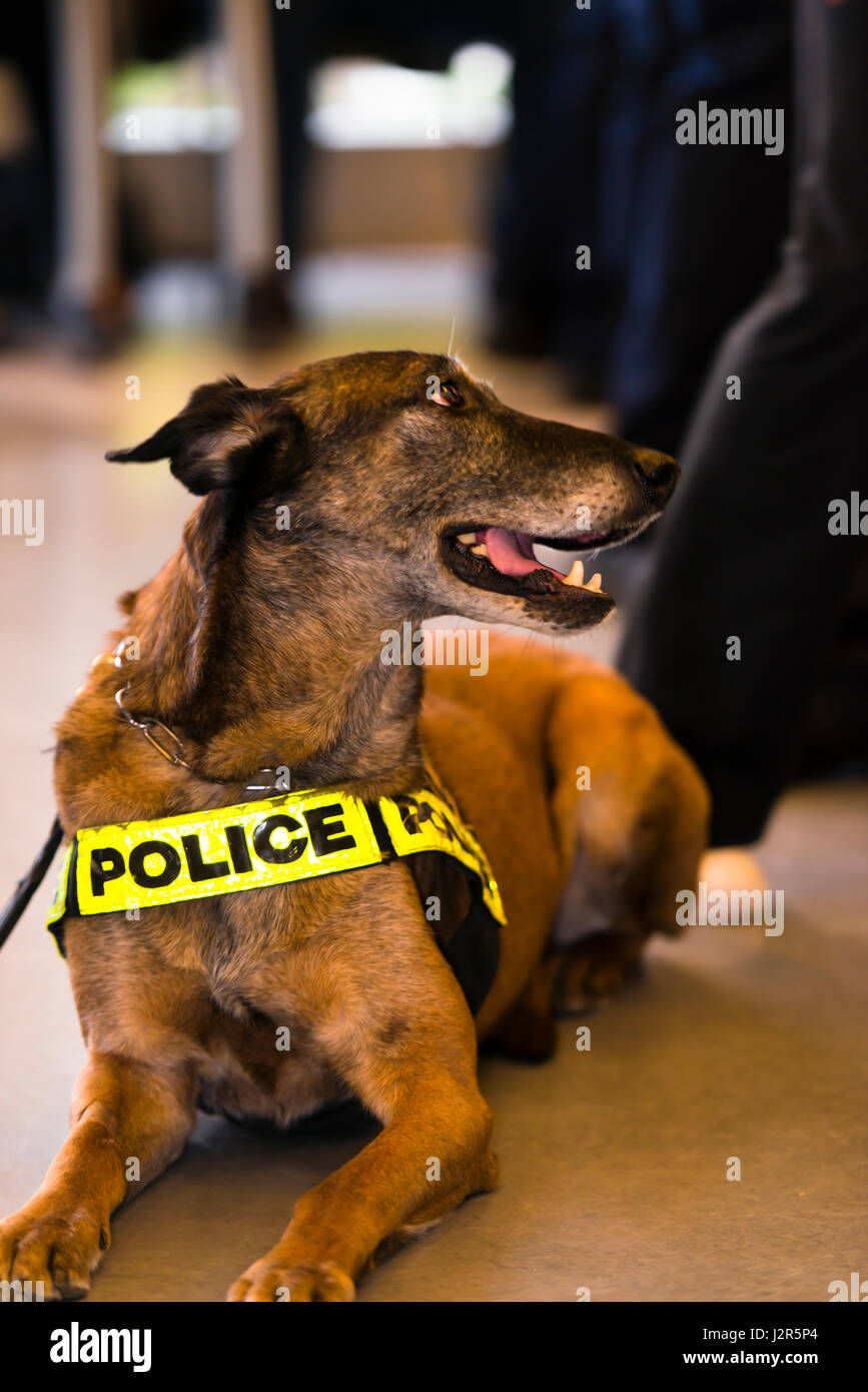Security police department hi-res stock photography and images - Alamy