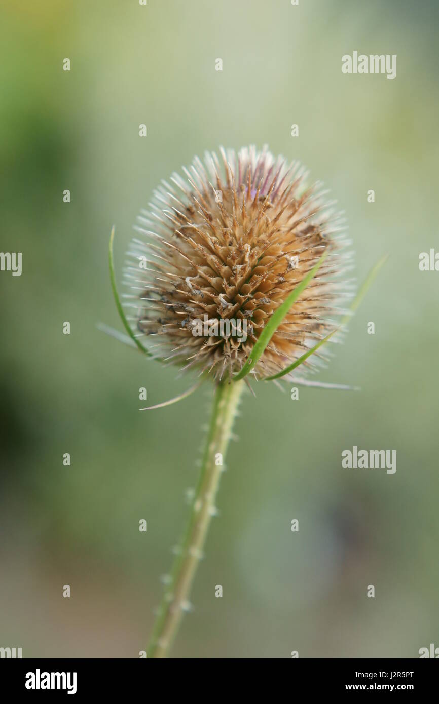Teasel uk flower hi-res stock photography and images - Alamy
