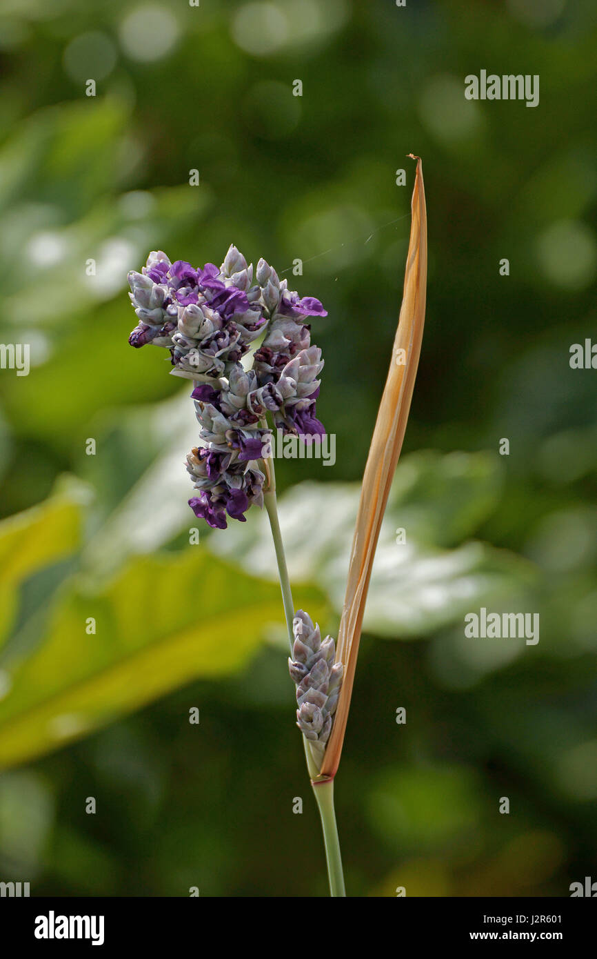 Thalia dealbata hi-res stock photography and images - Alamy