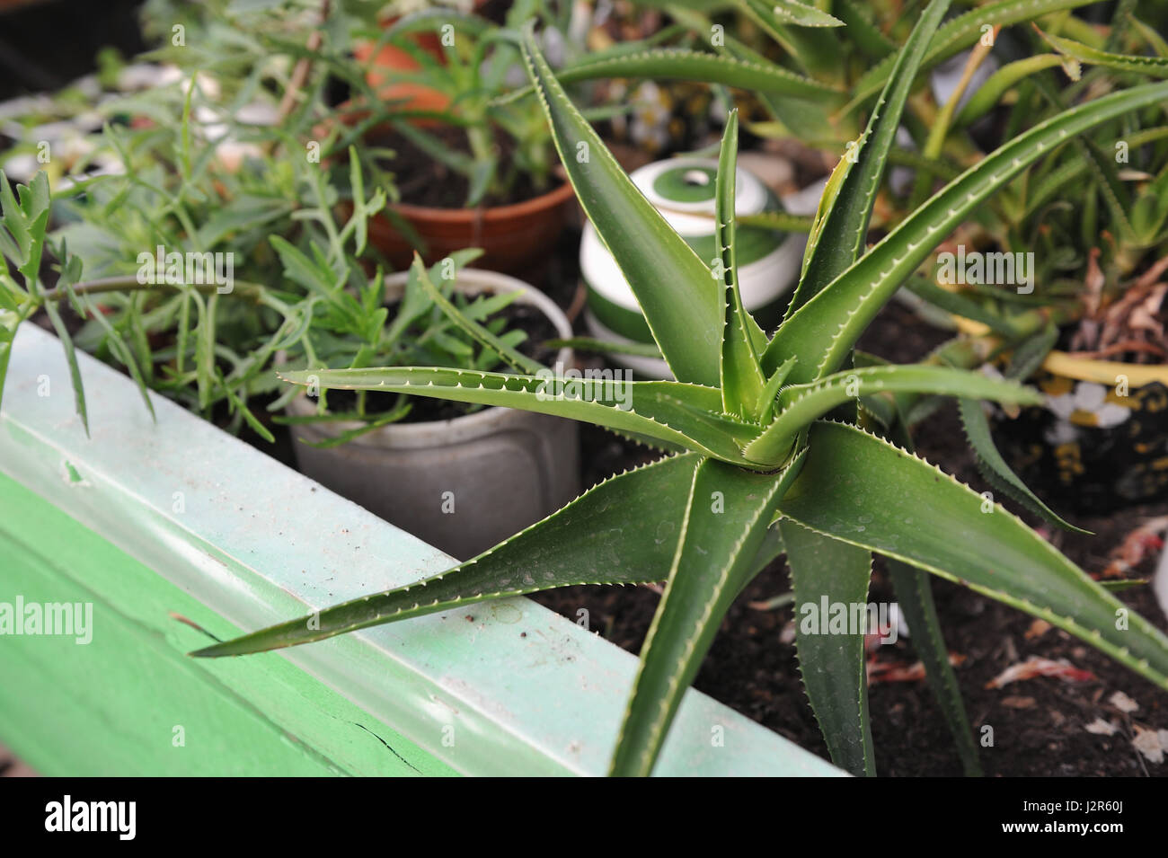 Close up of aloe plants Stock Photo - Alamy