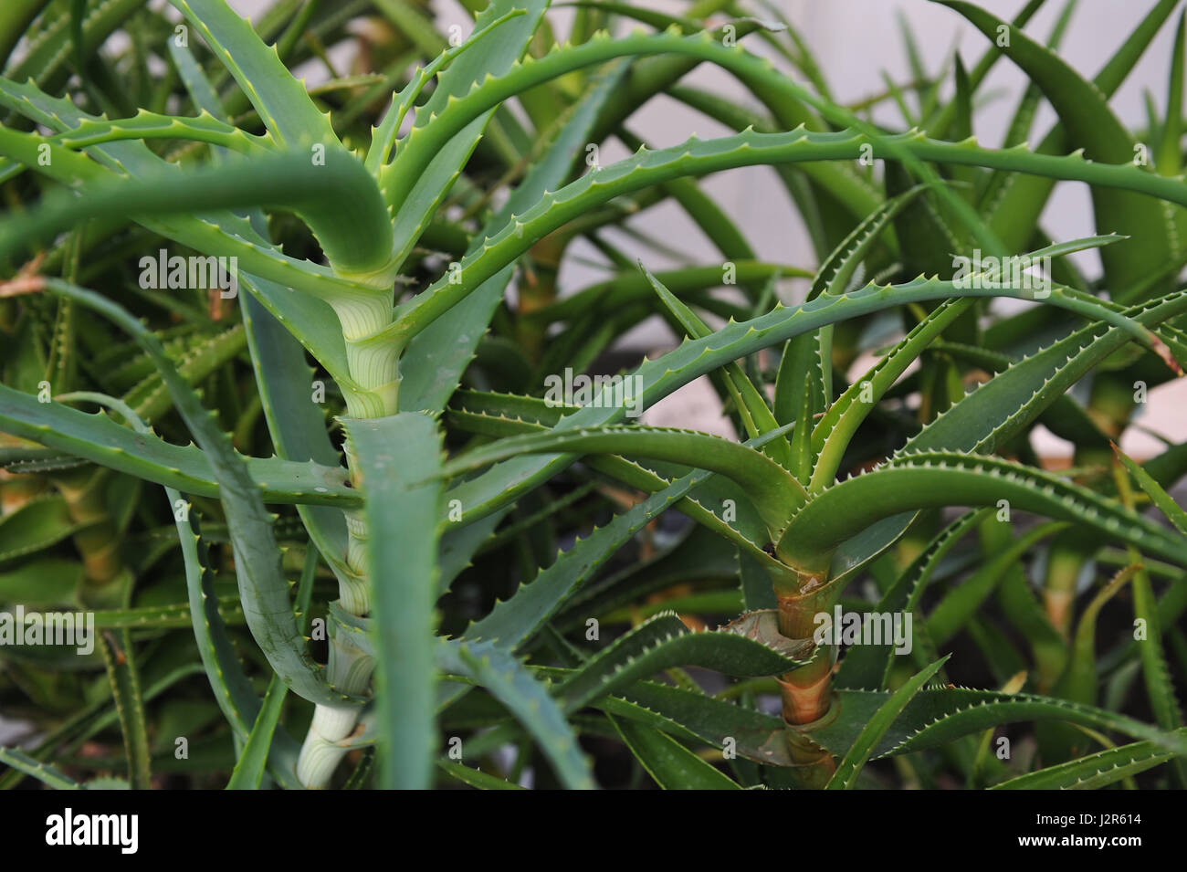Aloe flower detail hi-res stock photography and images - Alamy