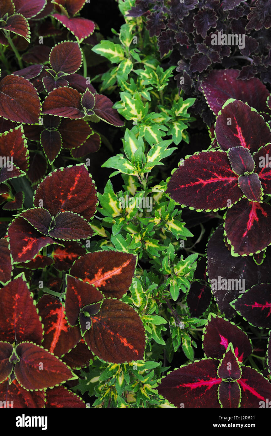 Close up of coleus flowers. Background Stock Photo - Alamy