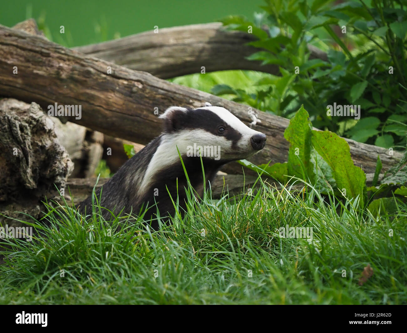 Setts badger hi-res stock photography and images - Alamy